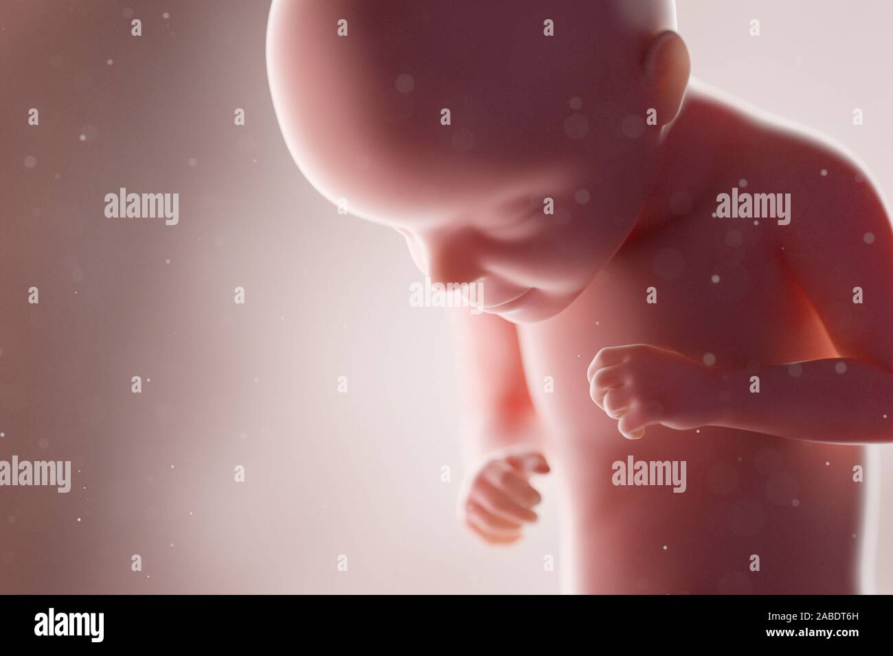3d rendered medically accurate illustration of a human fetus - week 29 ...