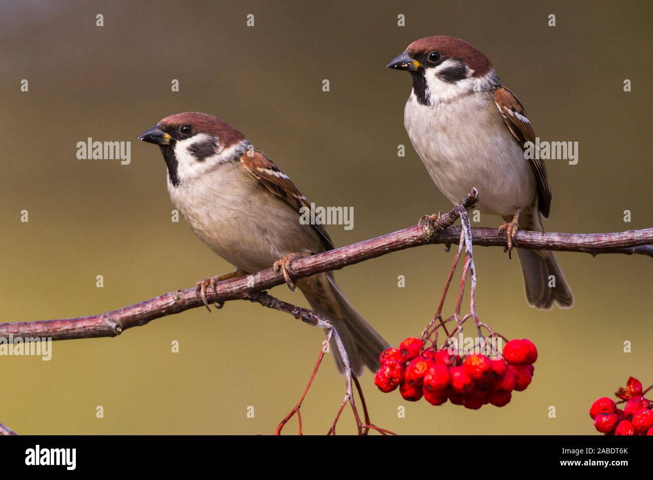 Passer montanus spatz hi-res stock photography and images - Alamy