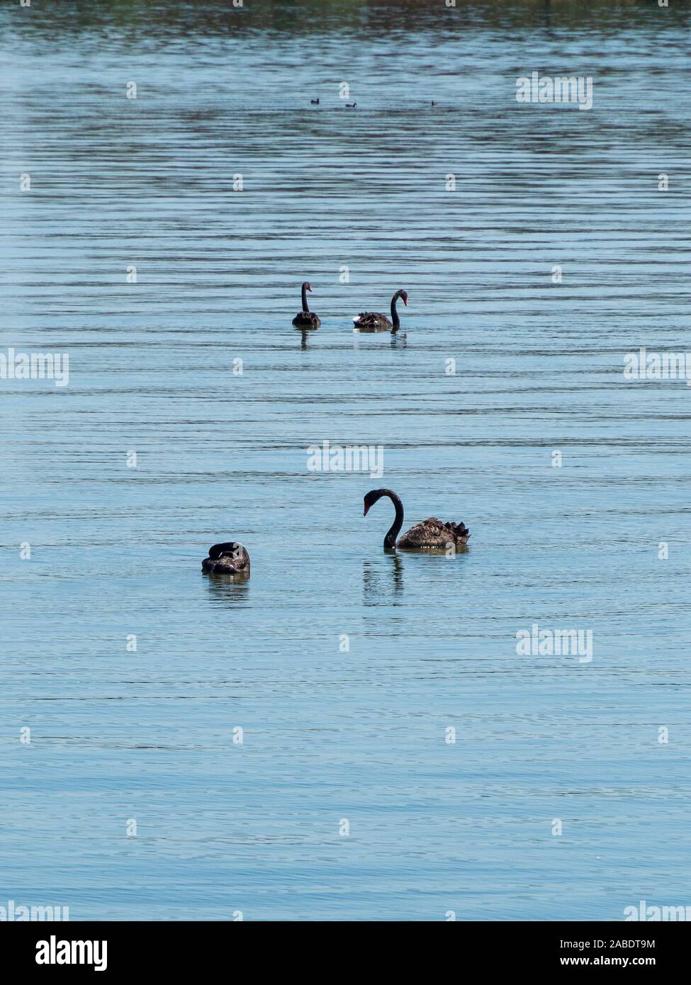 Black swans floating majestically on Lake Burley Griffin in Canberra ...