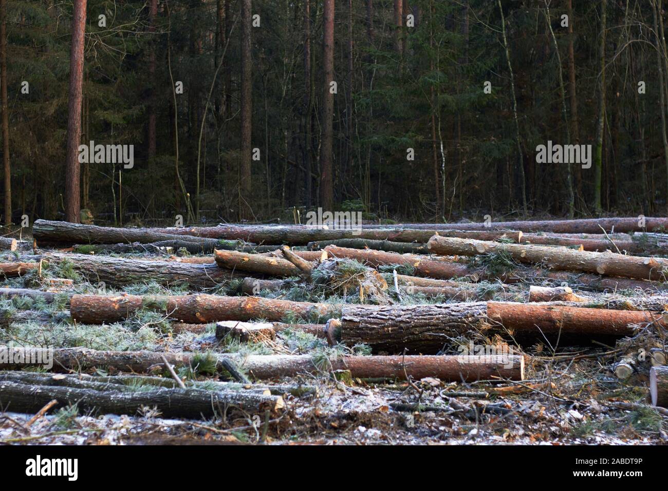 Forest clearing cut down, deforistation meets forest: sawed wood ...