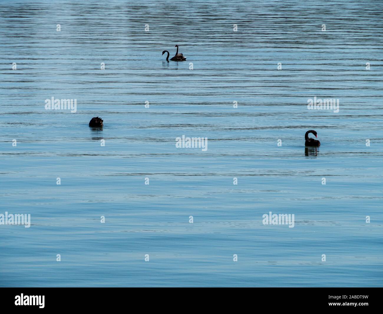 Black swans floating majestically on Lake Burley Griffin in Canberra ...