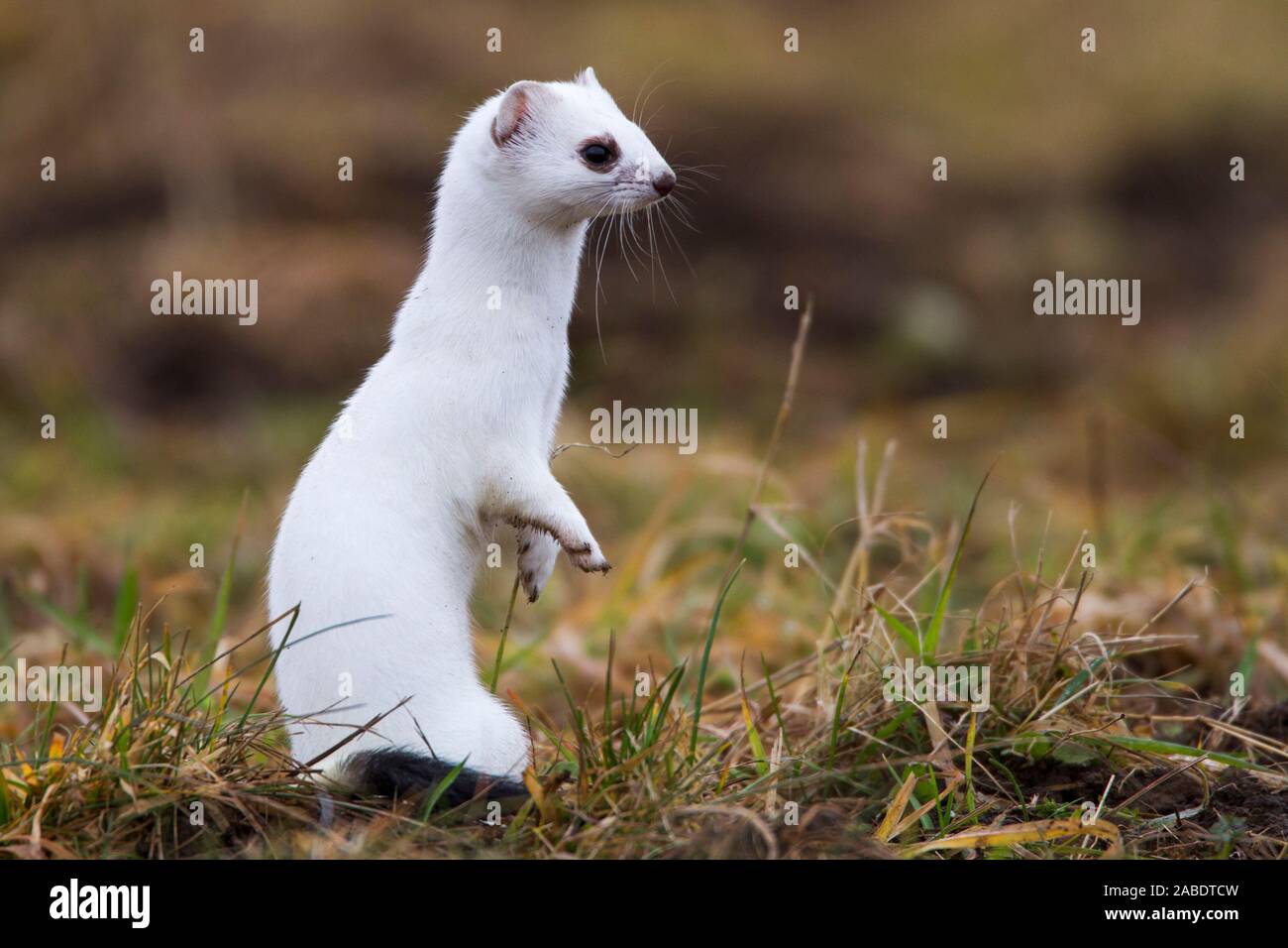 Hermelin im winter hi-res stock photography and images - Alamy