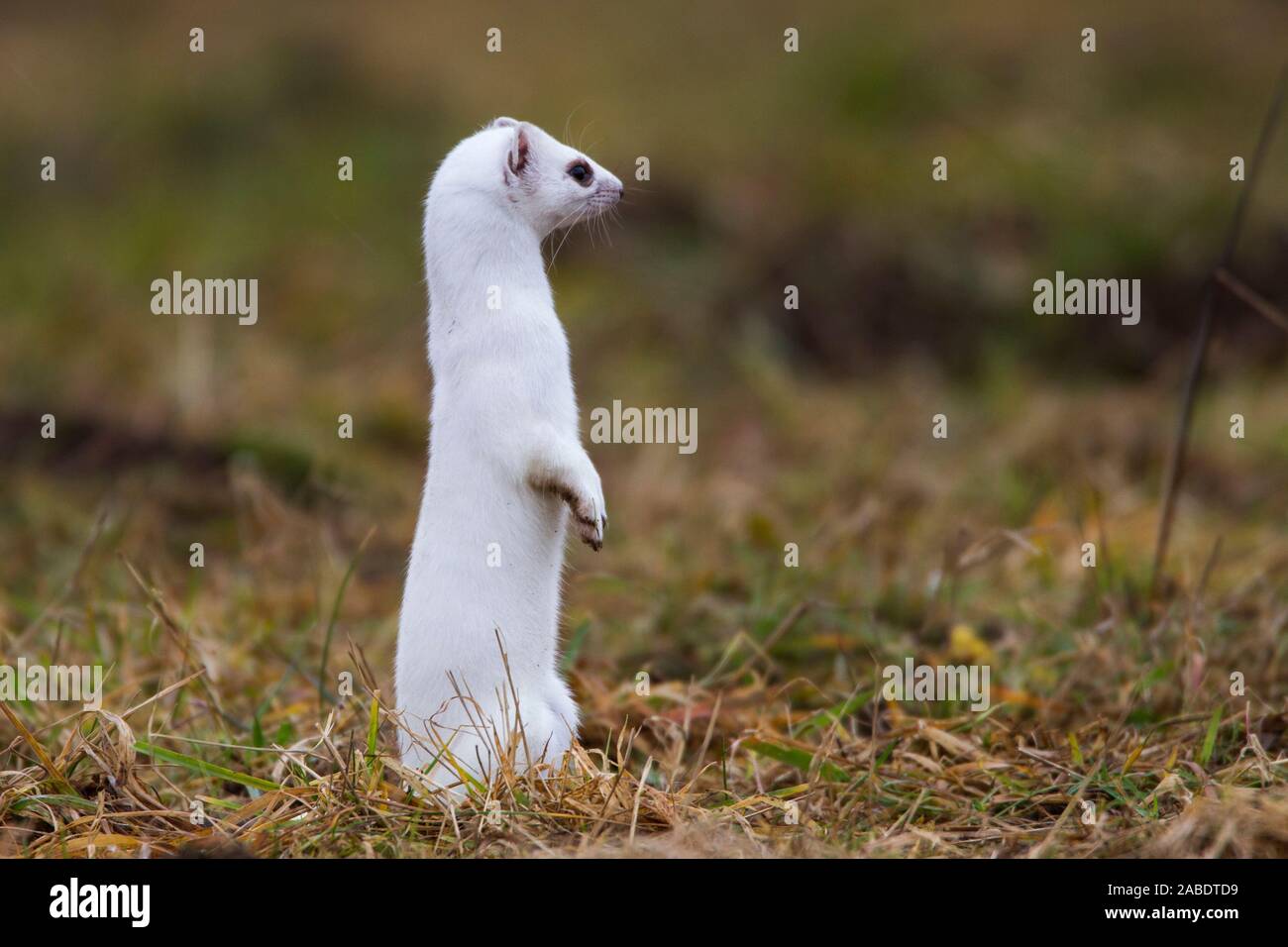 Wiesel im winter hi-res stock photography and images - Alamy