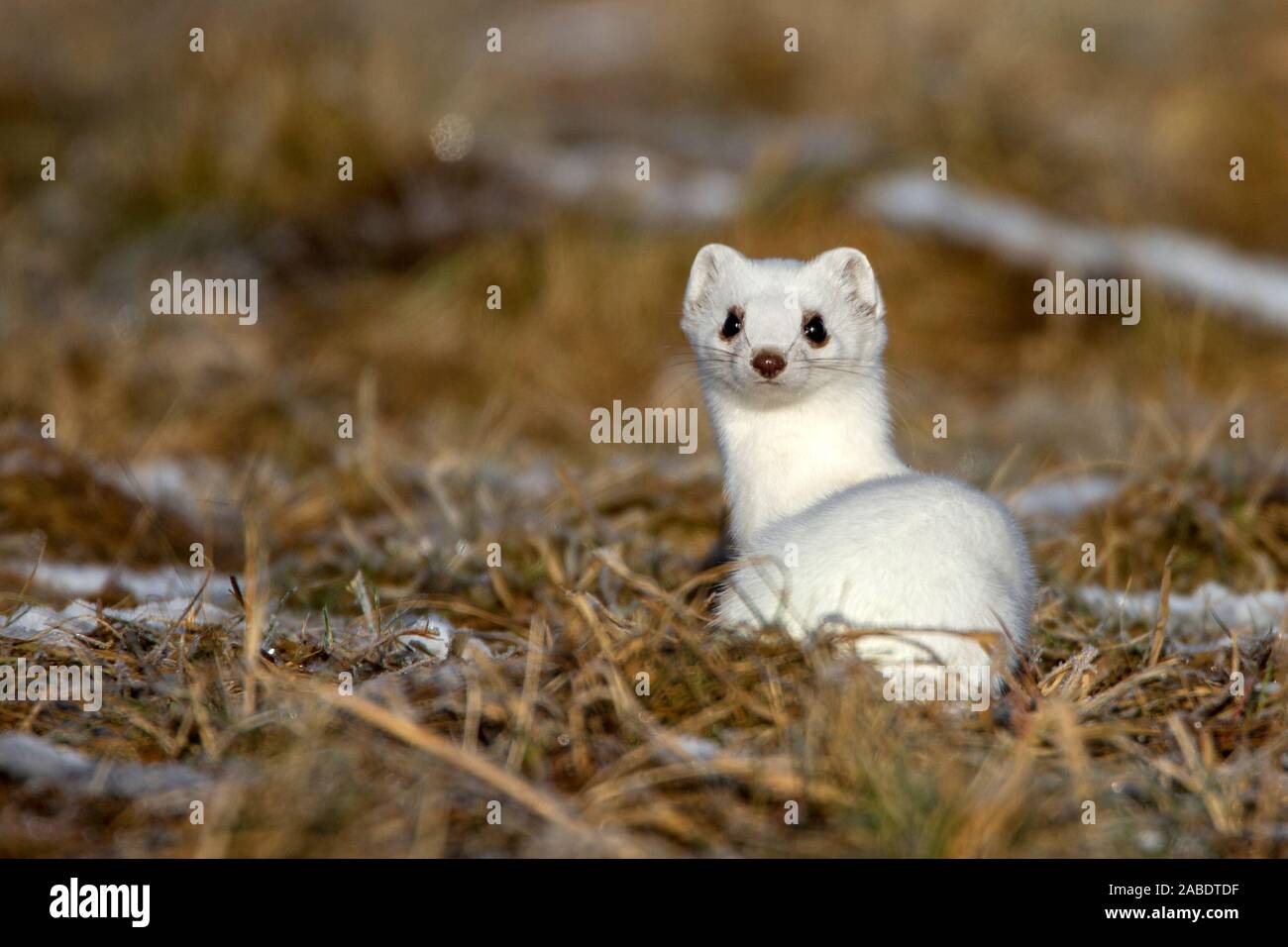 Hermelin winter hi-res stock photography and images - Alamy