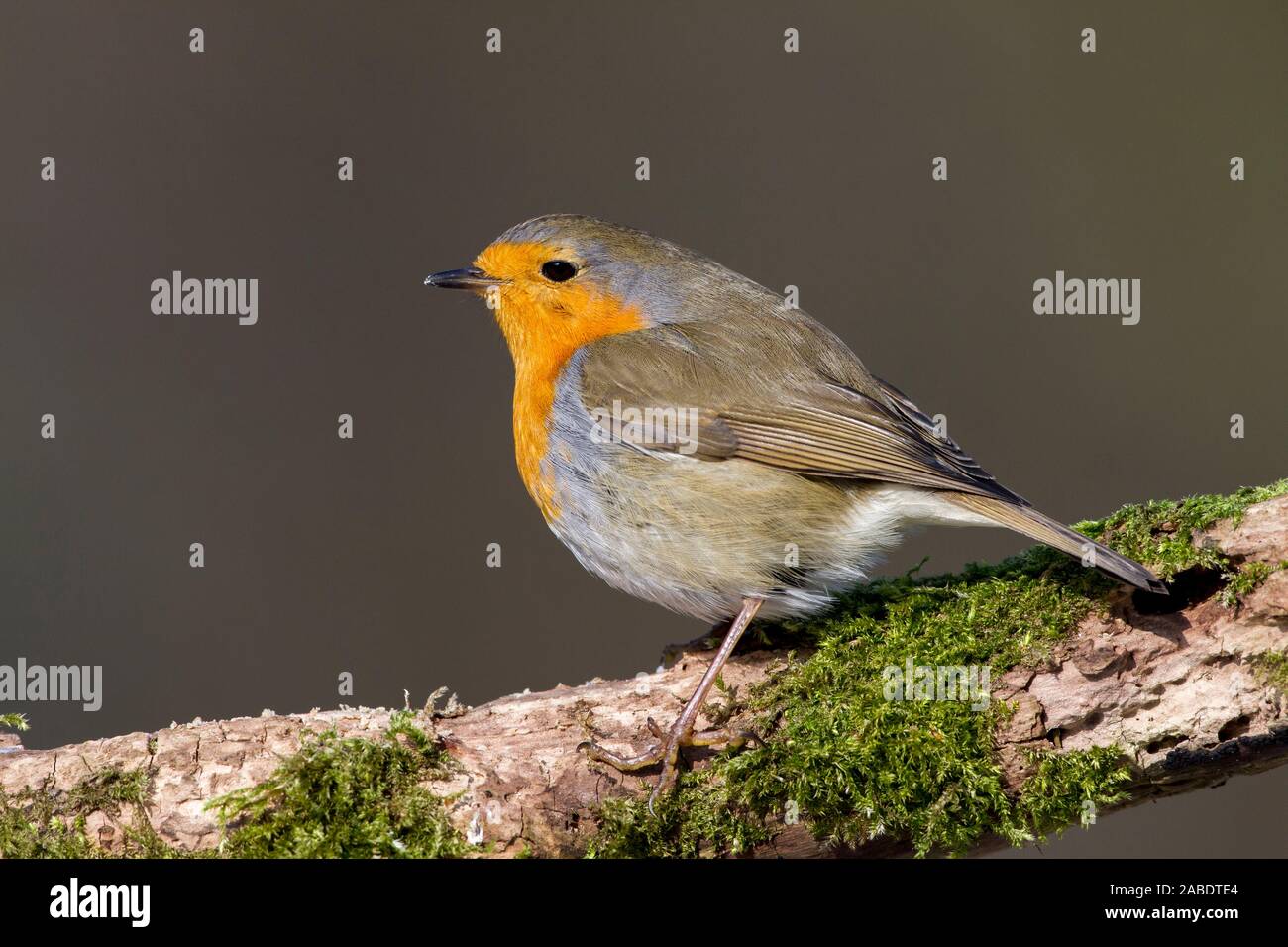 Rotkehlchen baden hi-res stock photography and images - Alamy