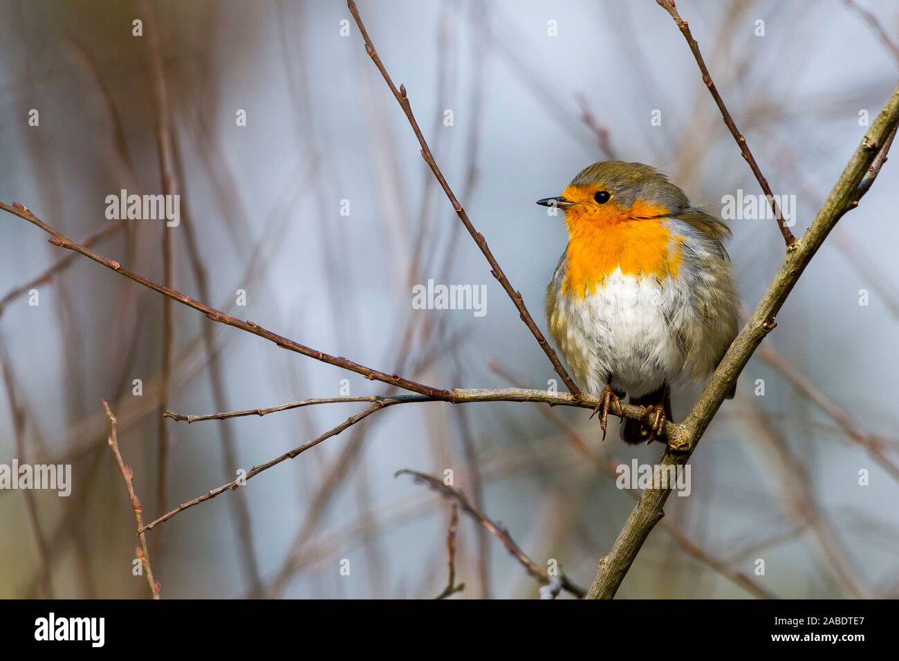 Rotkehlchen (Erithacus rubecula Stock Photo - Alamy