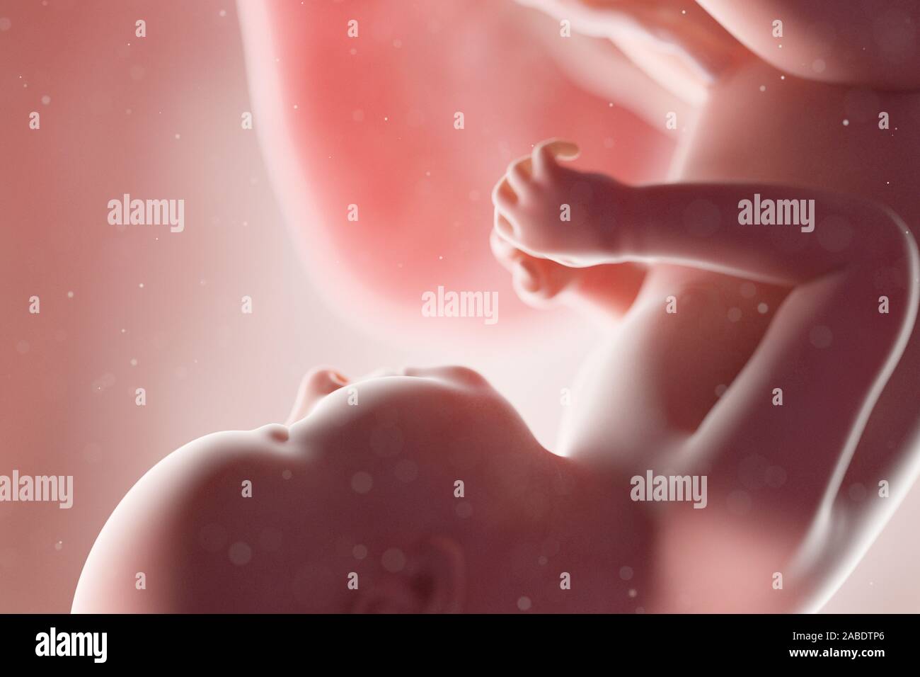 3d rendered medically accurate illustration of a human fetus - week 37 ...