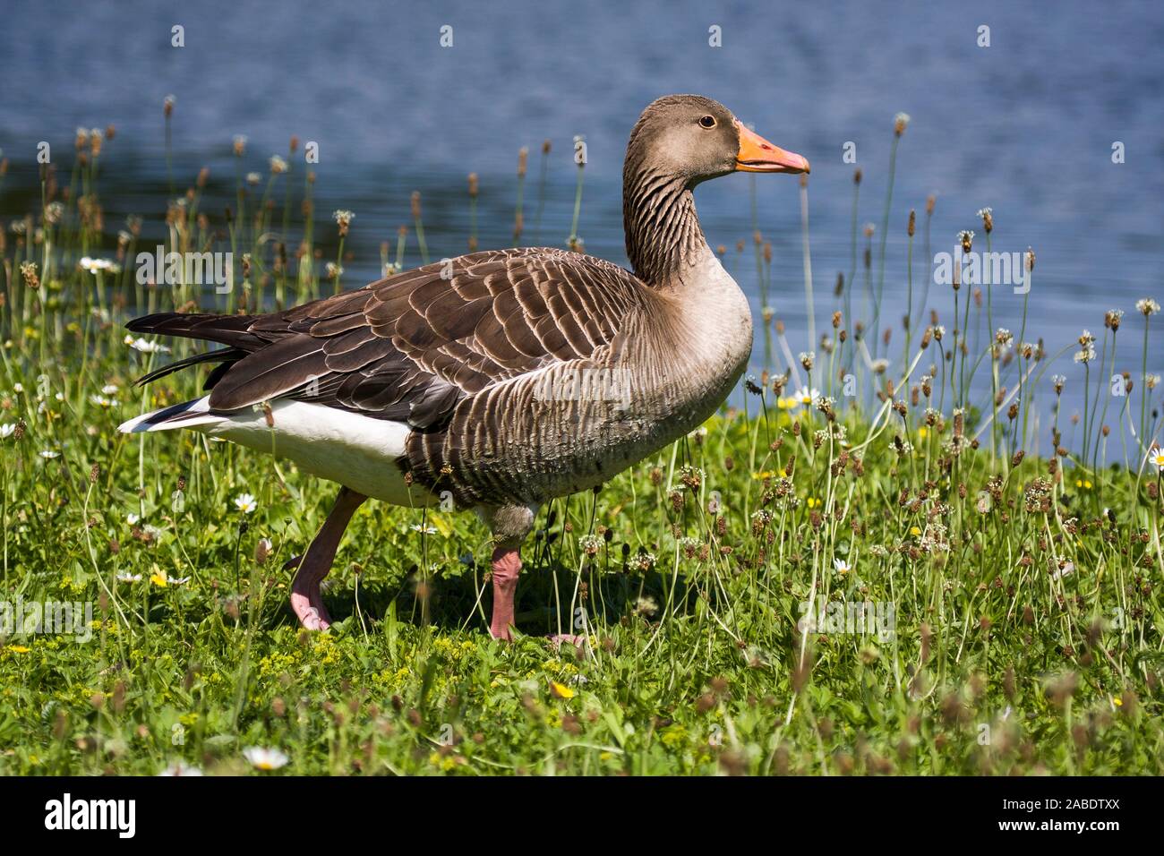Graugans (Anser anser Stock Photo - Alamy