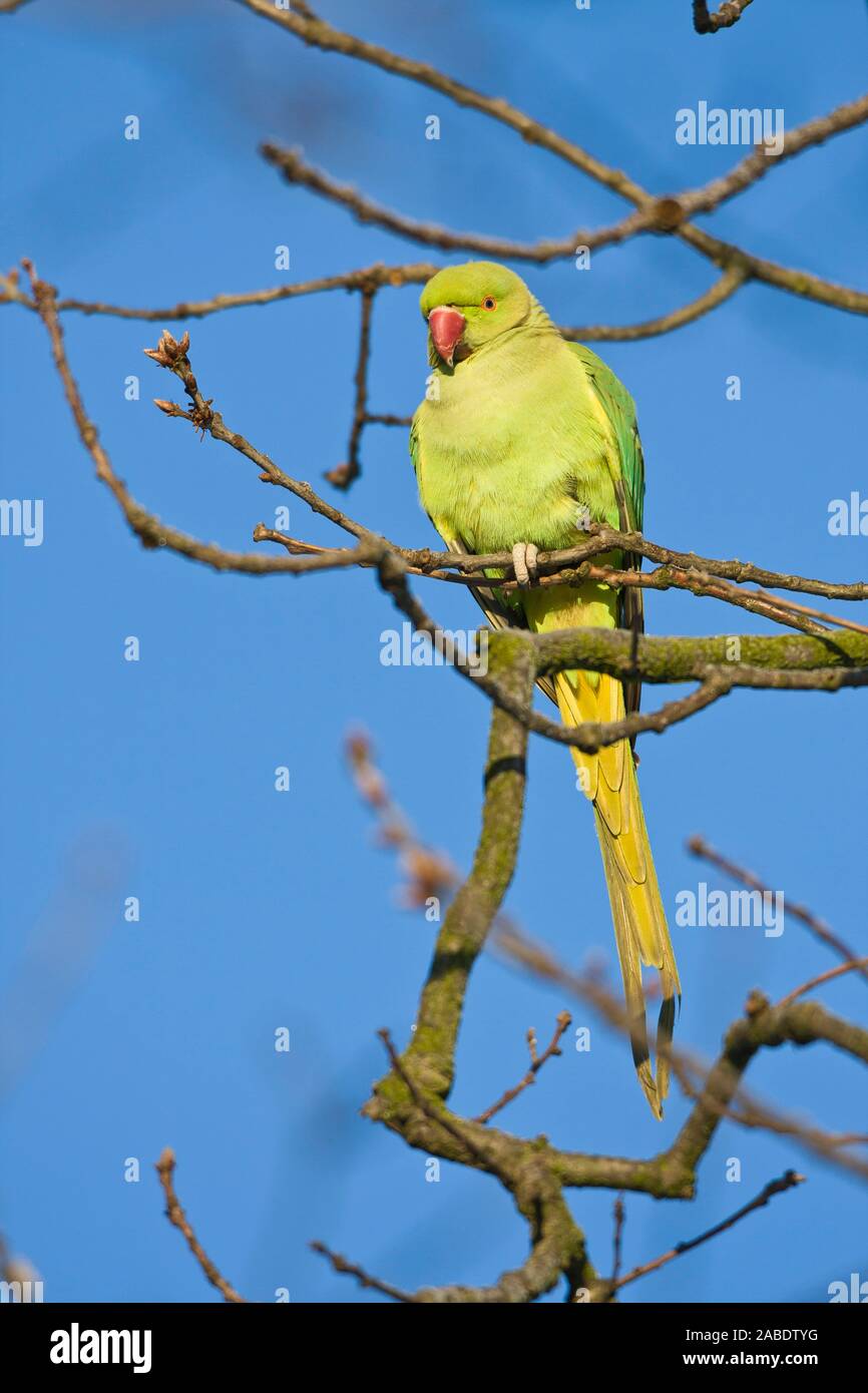 Halsbandsittiche hi-res stock photography and images - Alamy