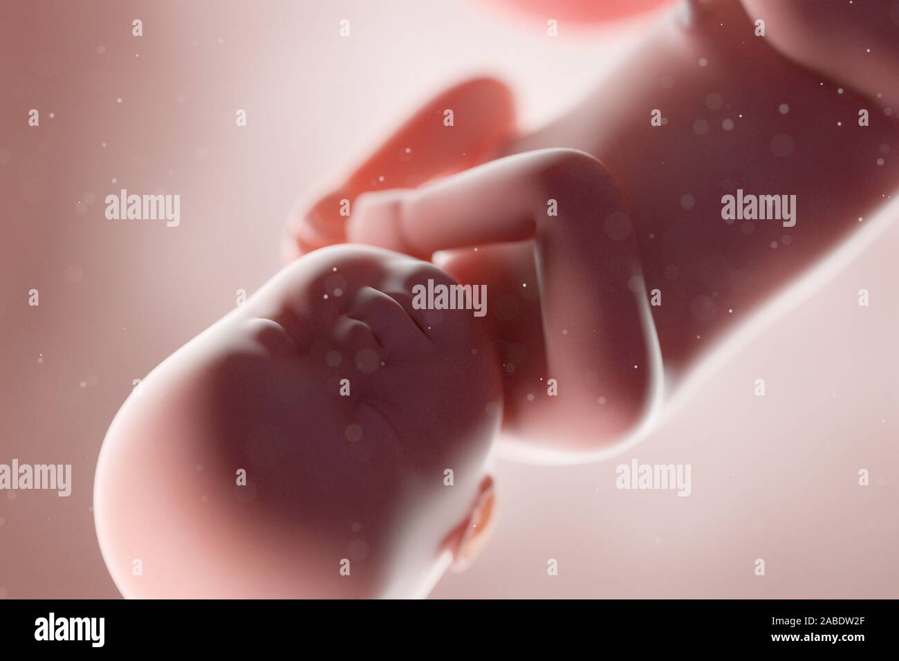 Stages of foetus development hi-res stock photography and images - Alamy
