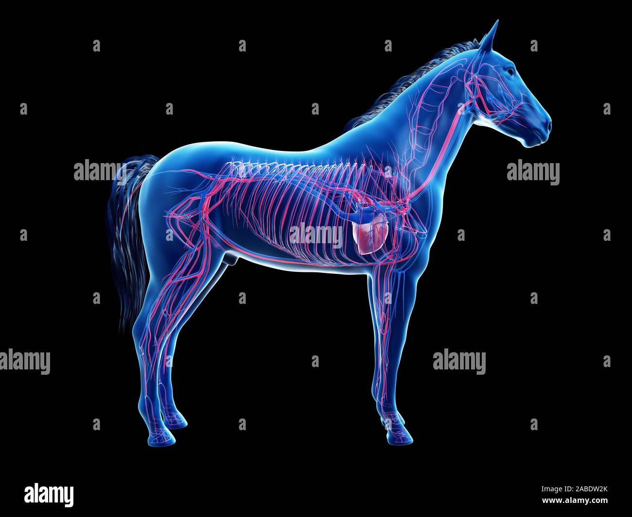 3d rendered anatomy of the equine anatomy - the vascular system Stock ...