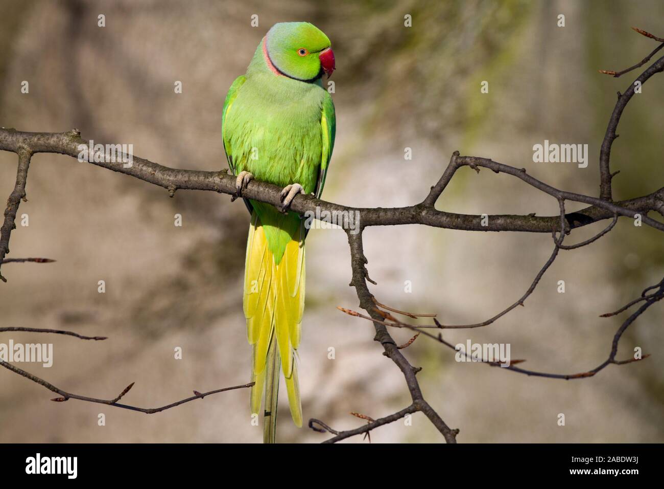 Halsbandsittiche hi-res stock photography and images - Alamy