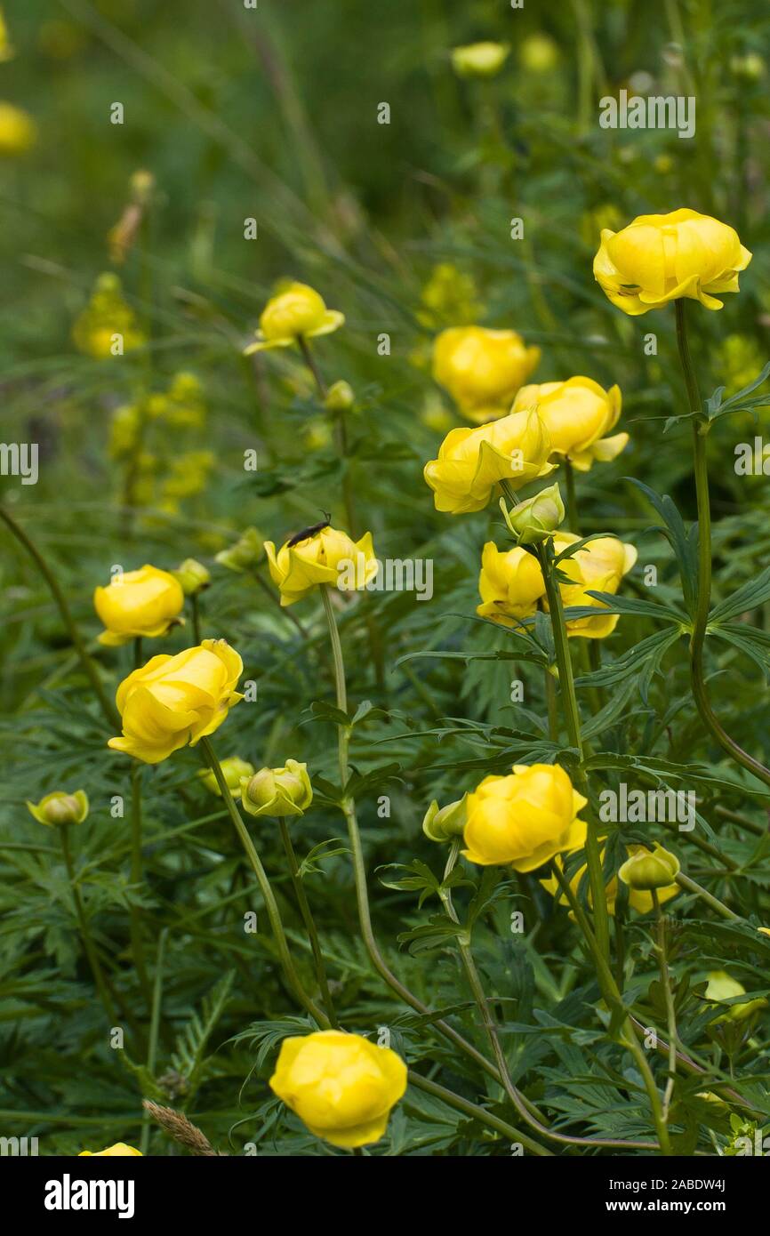 Trollblumen (Trollius europaeus Stock Photo - Alamy
