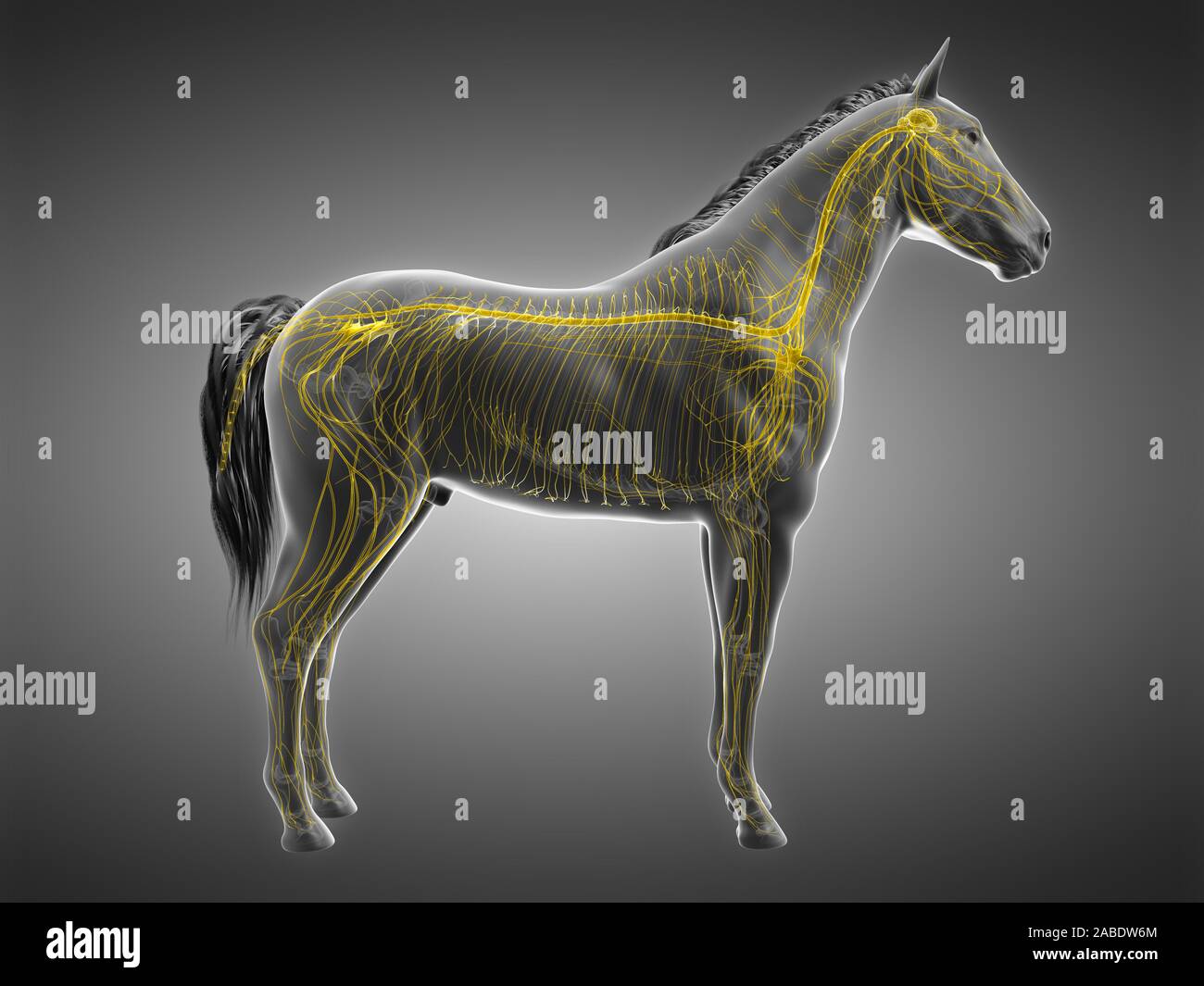 Horse brain structure hi-res stock photography and images - Alamy
