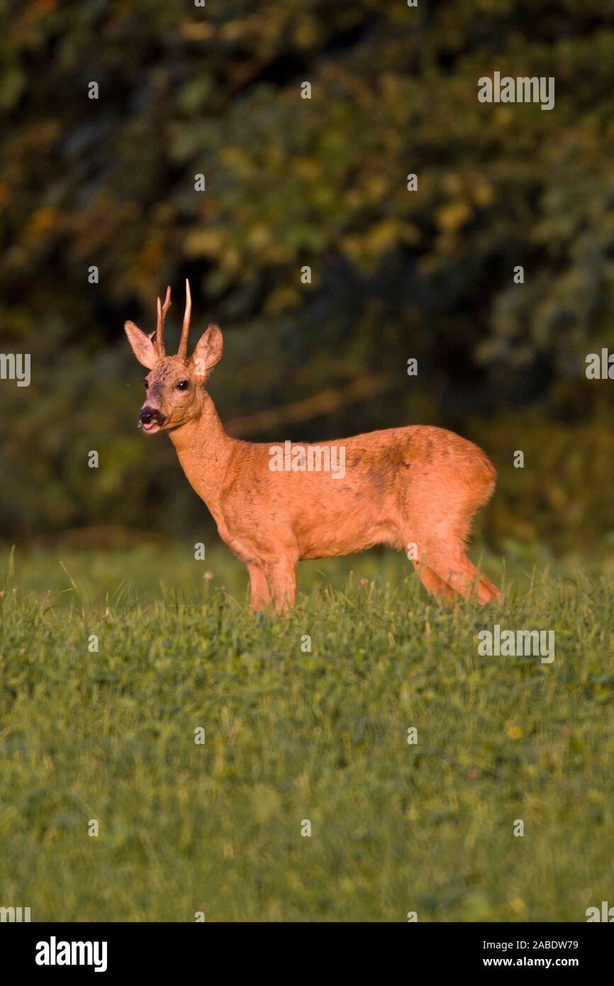 Rolf bock hi-res stock photography and images - Alamy