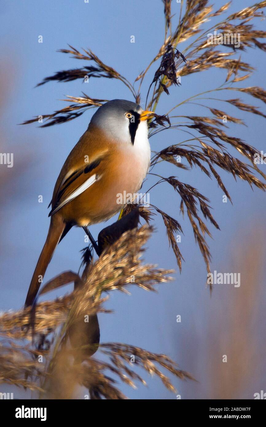 Bartmeise (Panurus biarmicus) Männchen Stock Photo - Alamy