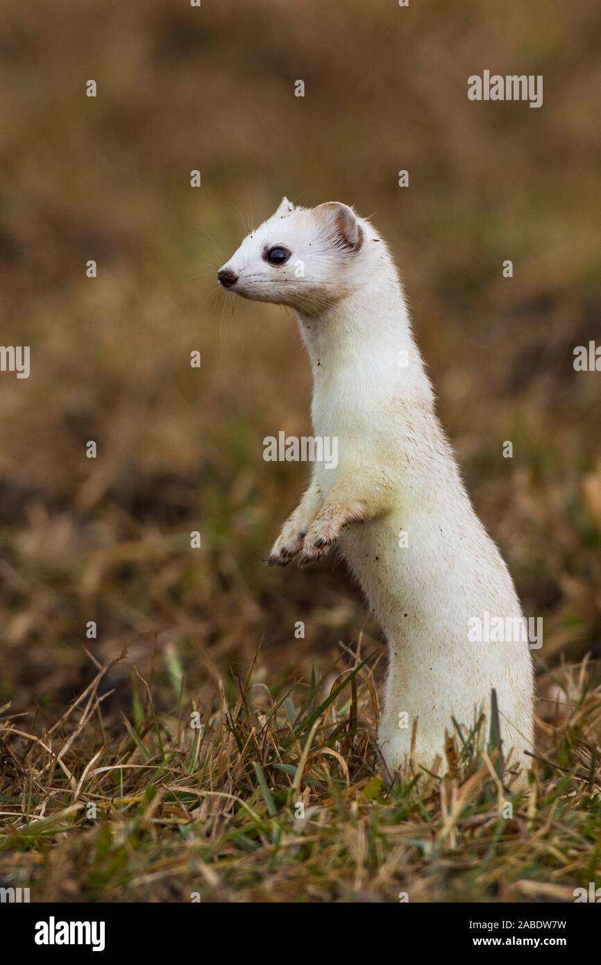 Hermelin (Mustela erminea) im Winterfell Stock Photo - Alamy