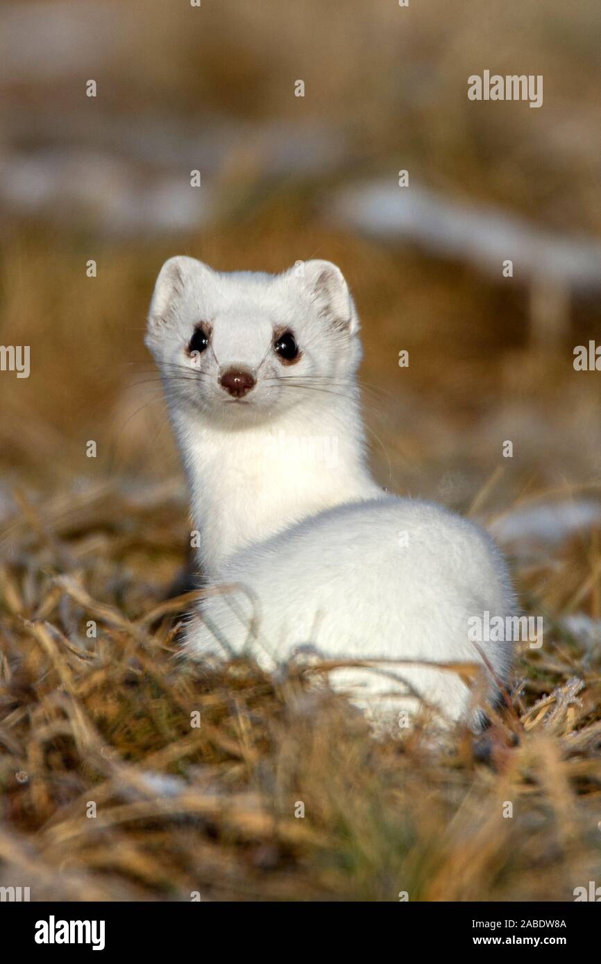 Hermelin winter hi-res stock photography and images - Alamy