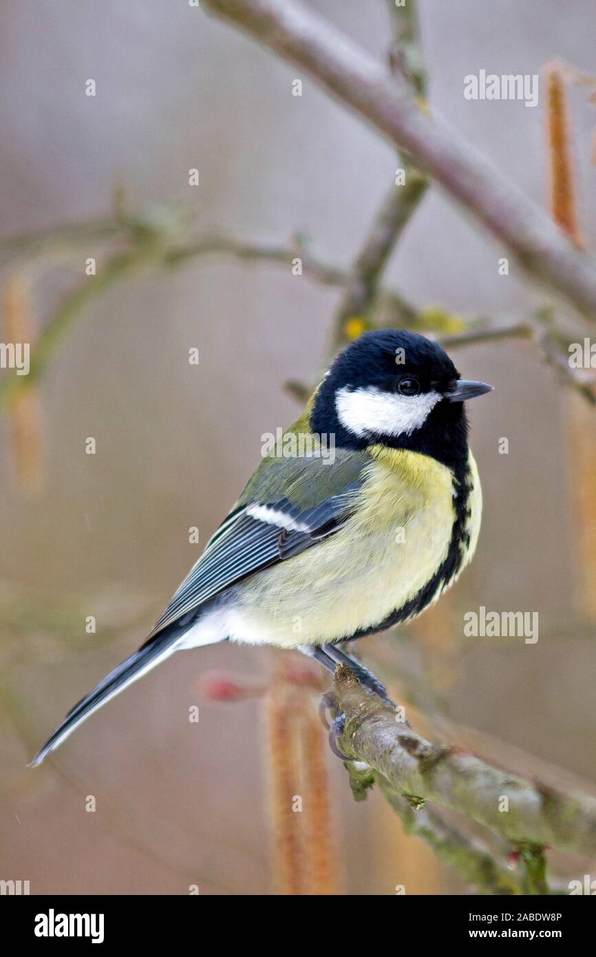Parus major hi-res stock photography and images - Alamy