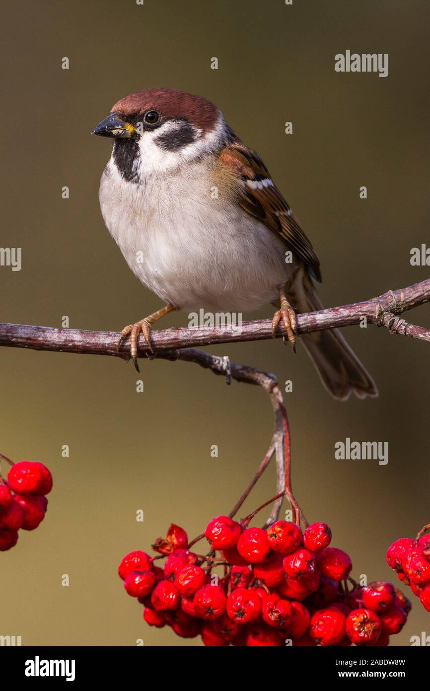 Feldsperlinge High Resolution Stock Photography and Images - Alamy