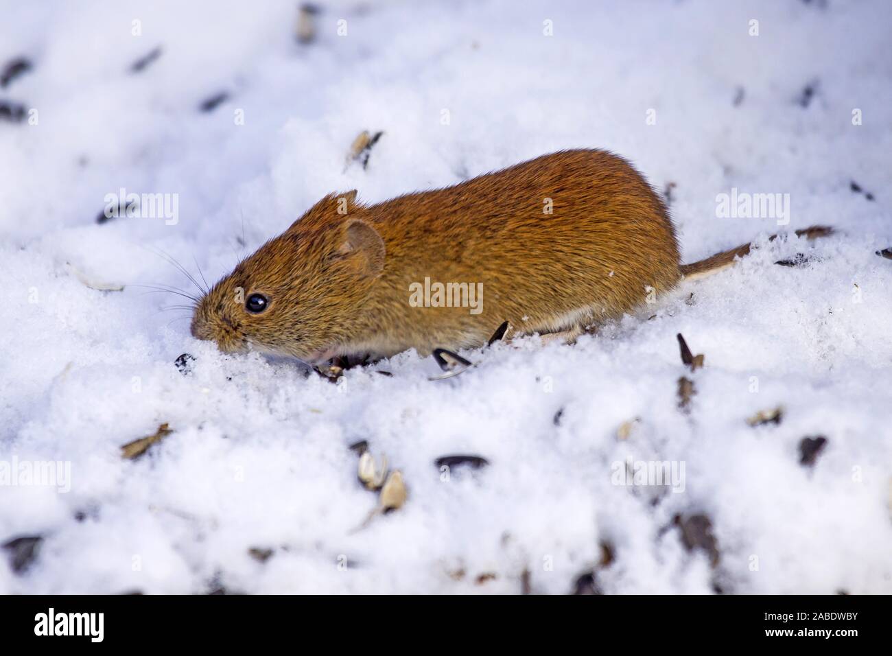 Roetelmaus (Myodes glareolus Stock Photo - Alamy