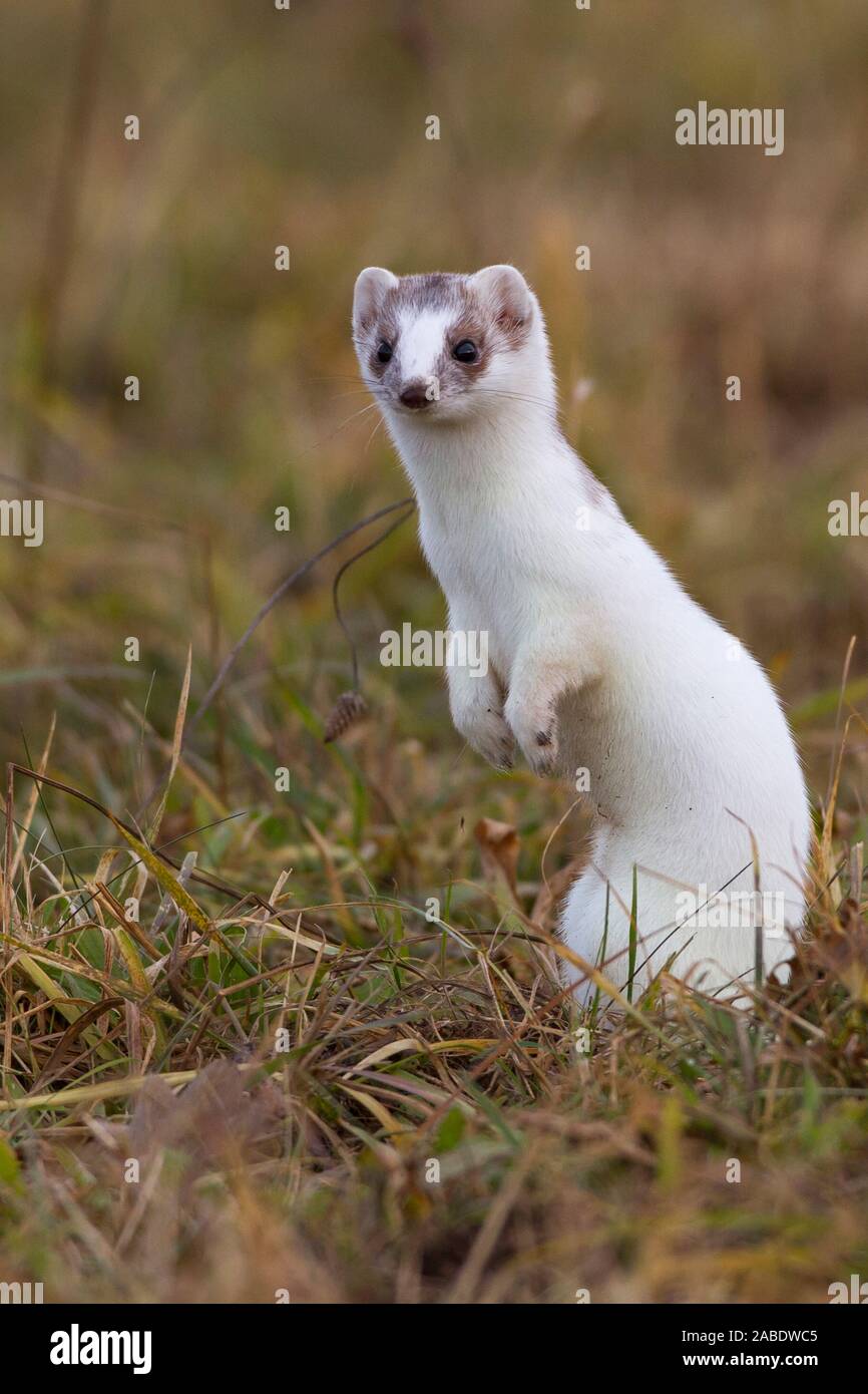 Hermelin (Mustela erminea) im Winterfell Stock Photo - Alamy