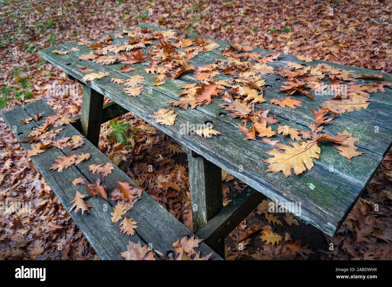 Wooden picnic table and bench covered with autumn, fall leaves Stock ...