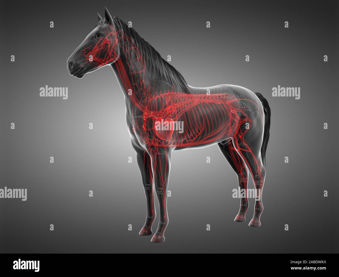 3d rendered anatomy of the equine anatomy - the vascular system Stock ...