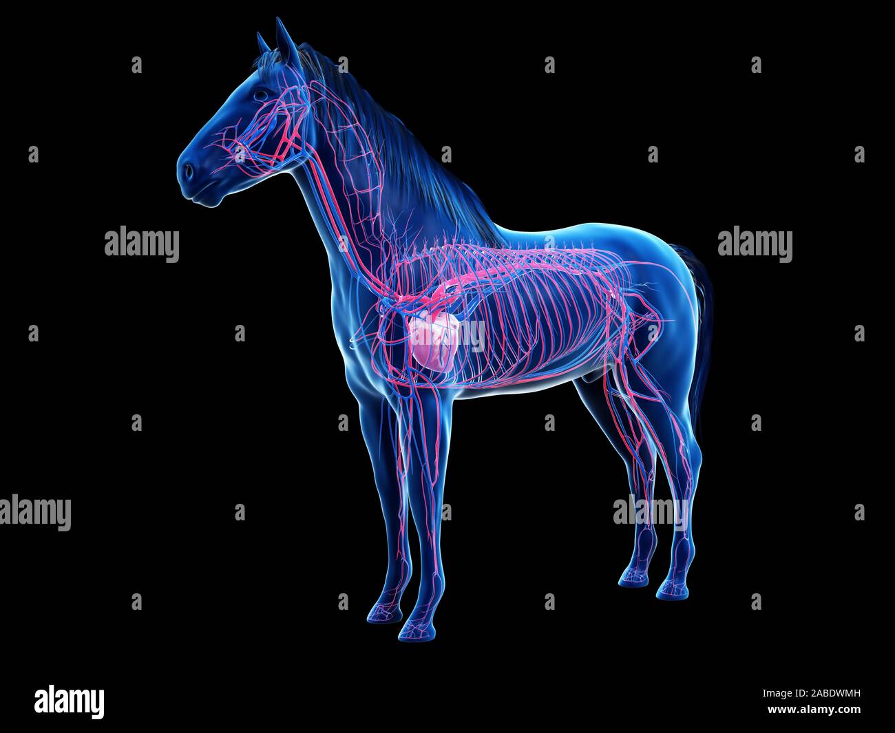 3d rendered anatomy of the equine anatomy - the vascular system Stock ...