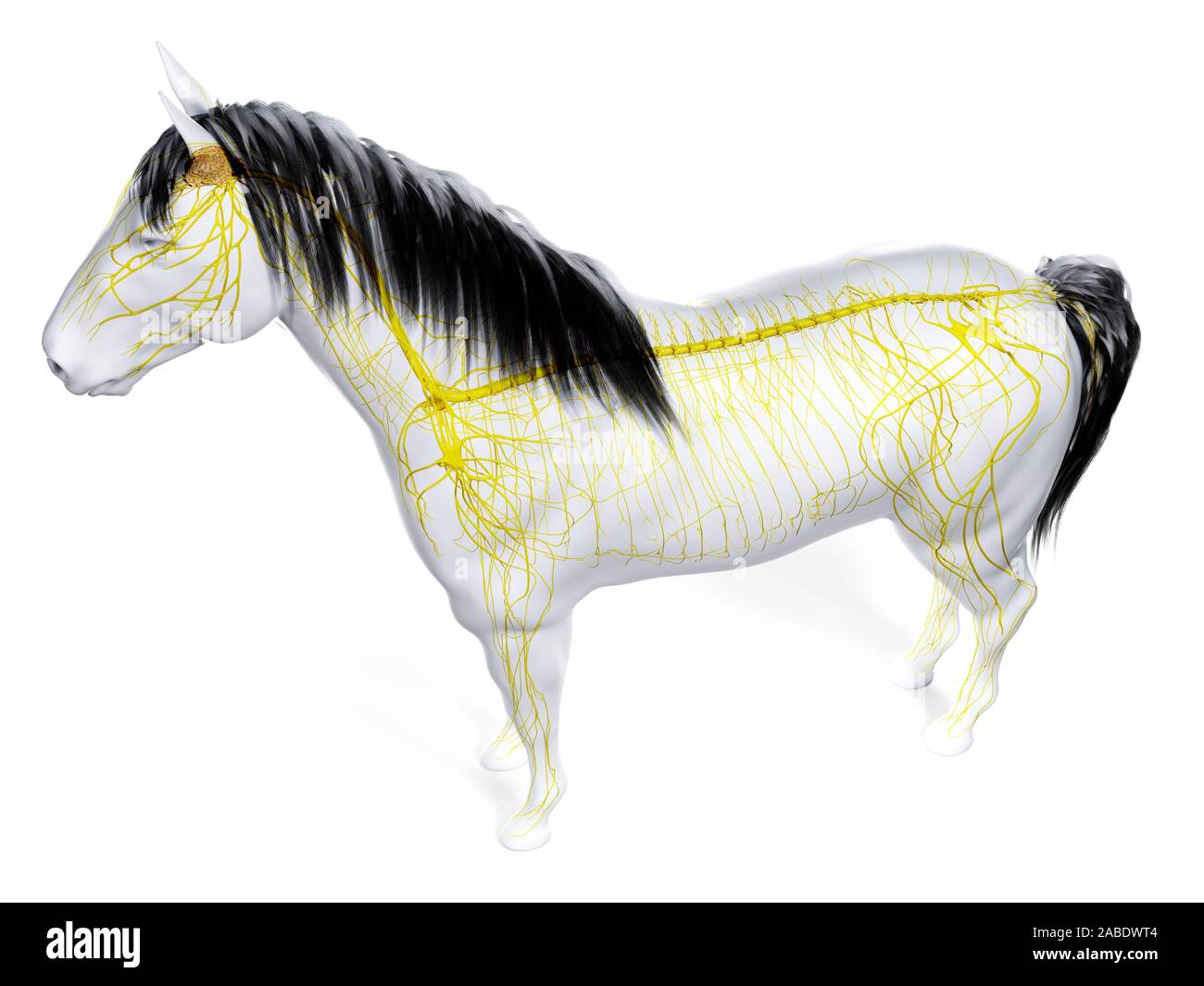 3d rendered anatomy of the equine anatomy - the nervous system Stock ...