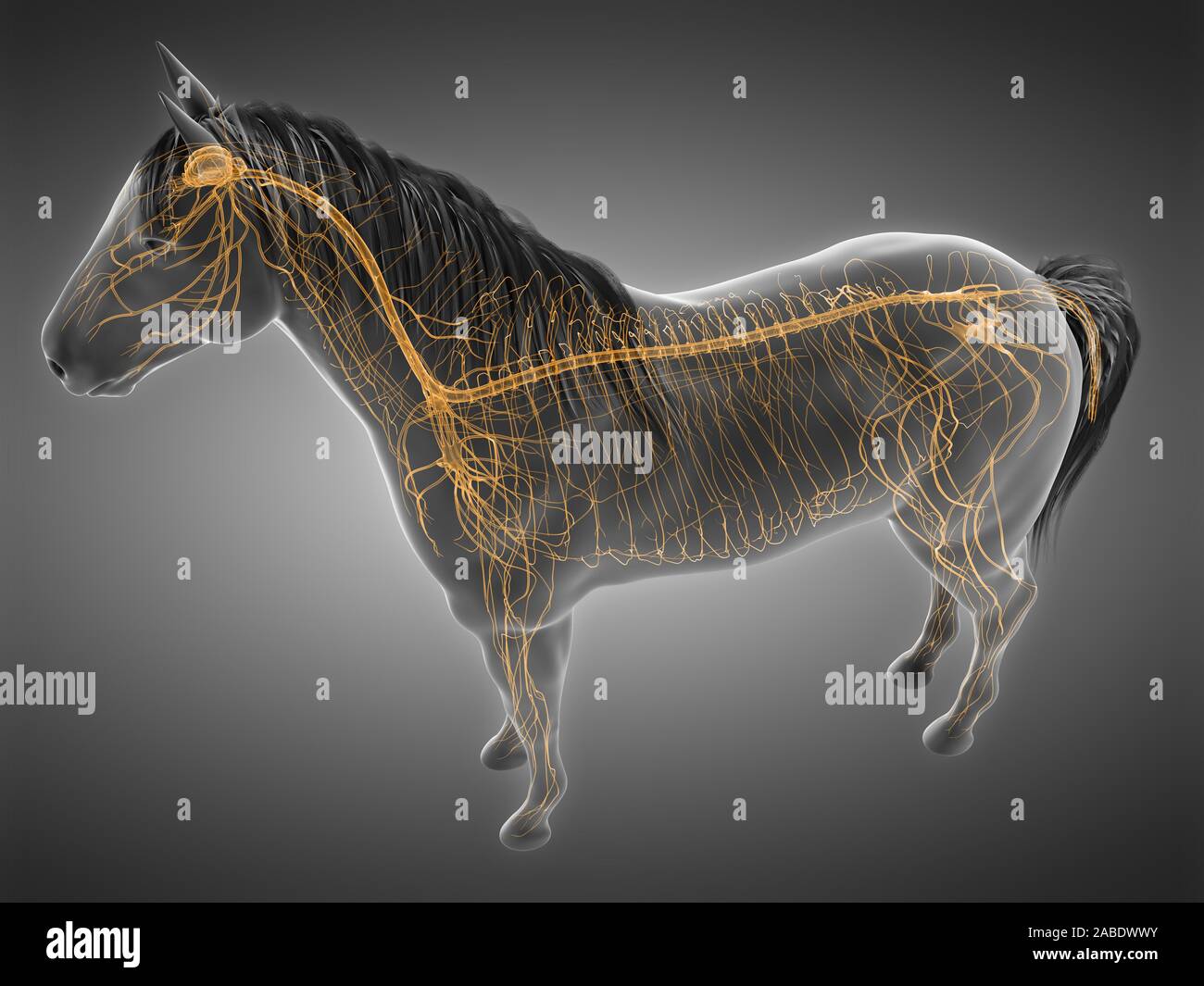 Horse brain structure hi-res stock photography and images - Alamy
