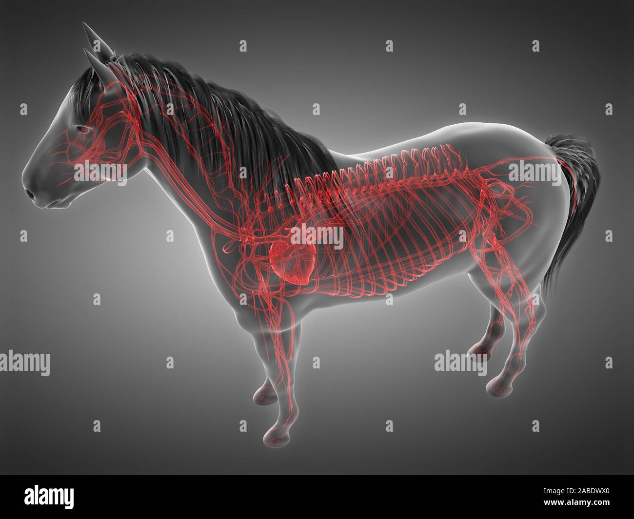 3d rendered anatomy of the equine anatomy - the vascular system Stock ...