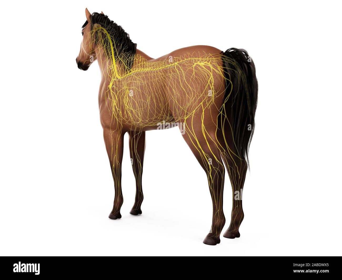 3d rendered anatomy of the equine anatomy - the nervous system Stock ...