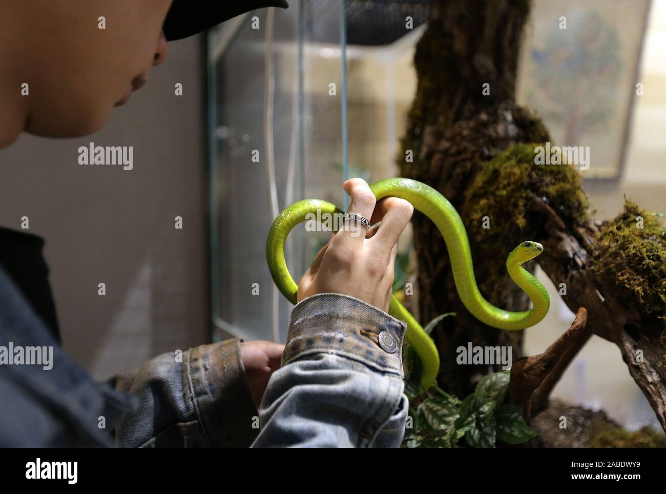 Person with a snake hi-res stock photography and images - Alamy