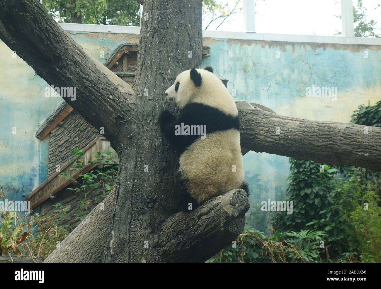 One of the twin pandas just moved to Olympic Games Panda House climbs ...