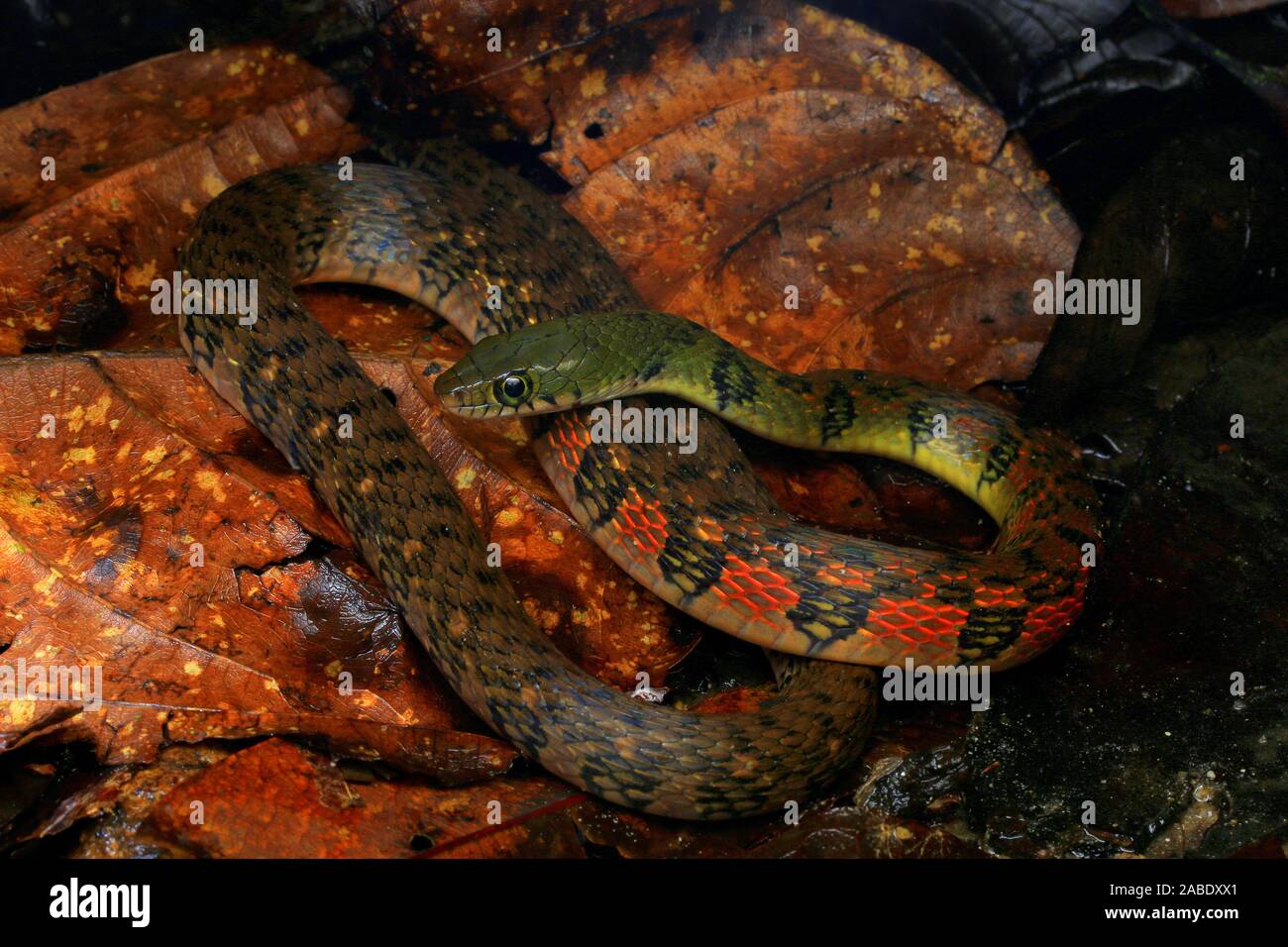 Colorful Triangle Keelback (Xenochrophis trianguligerus Stock Photo - Alamy