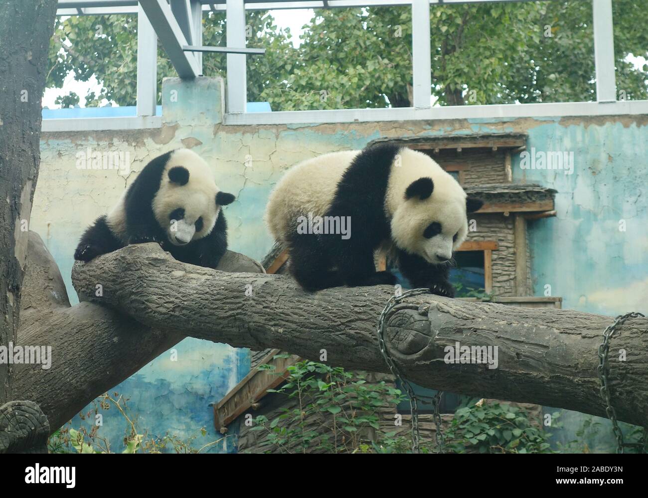 One-year-old twin pandas Meng Bao and Meng Yu just moved to Olympic ...
