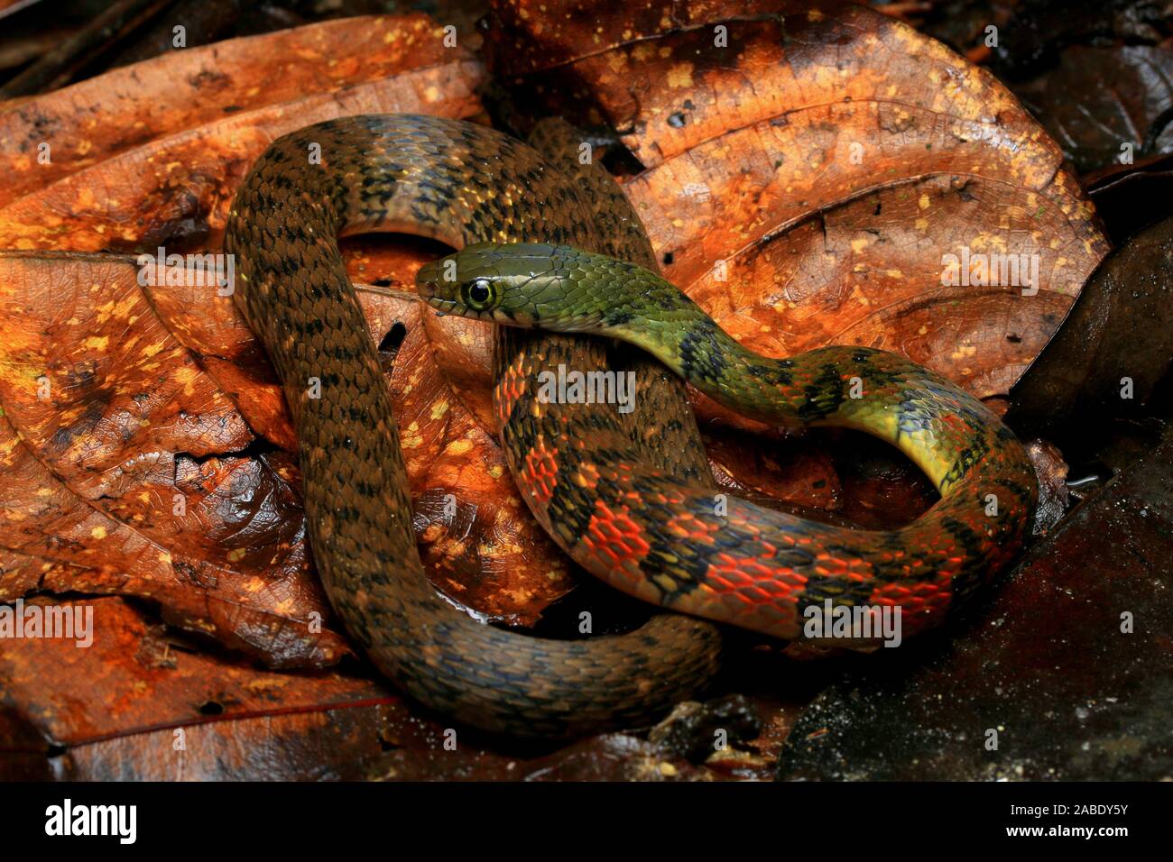 Colorful Triangle Keelback (Xenochrophis trianguligerus Stock Photo - Alamy