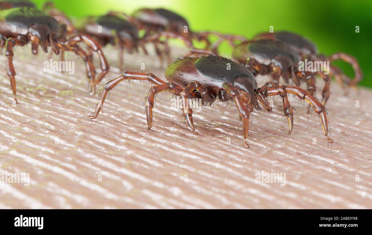 3d rendered illustration of a group of ticks crawling on human skin ...