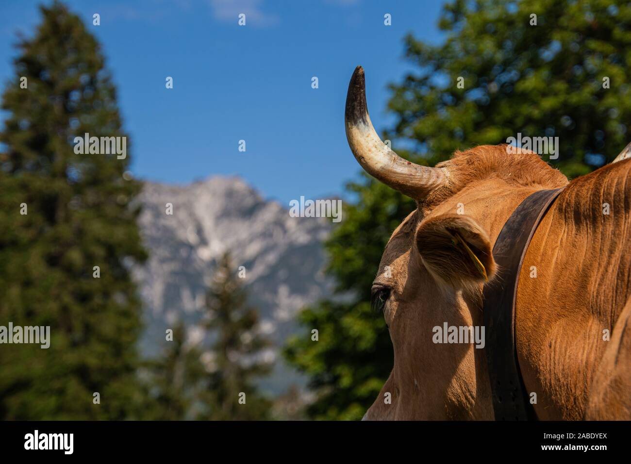 Garmisch partenkirchen cow hi-res stock photography and images - Alamy