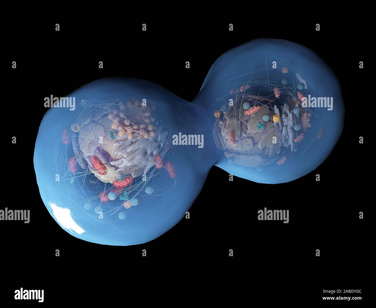 3d rendered medically accurate illustration of a dividing human cell ...