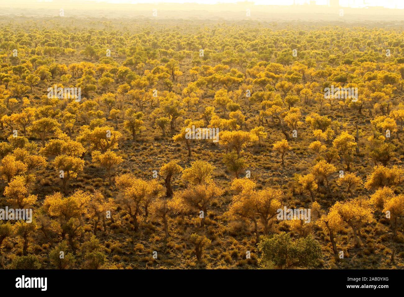 A bird view of desert poplar woods at Yiwu County Hami city Xinjiang ...
