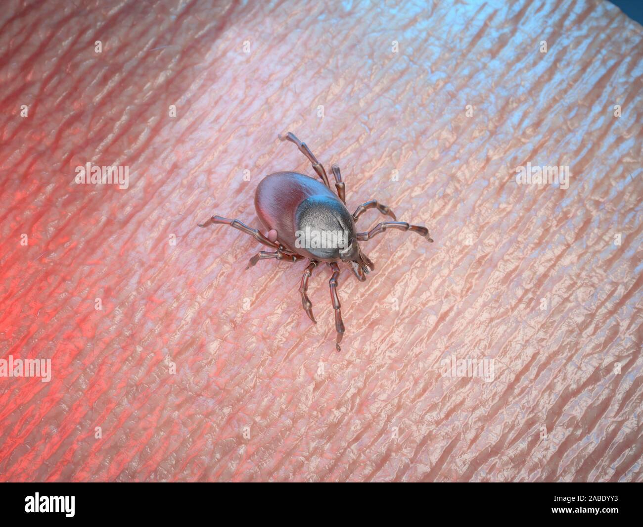 3d rendered medically accurate illustration of a tick on human skin ...