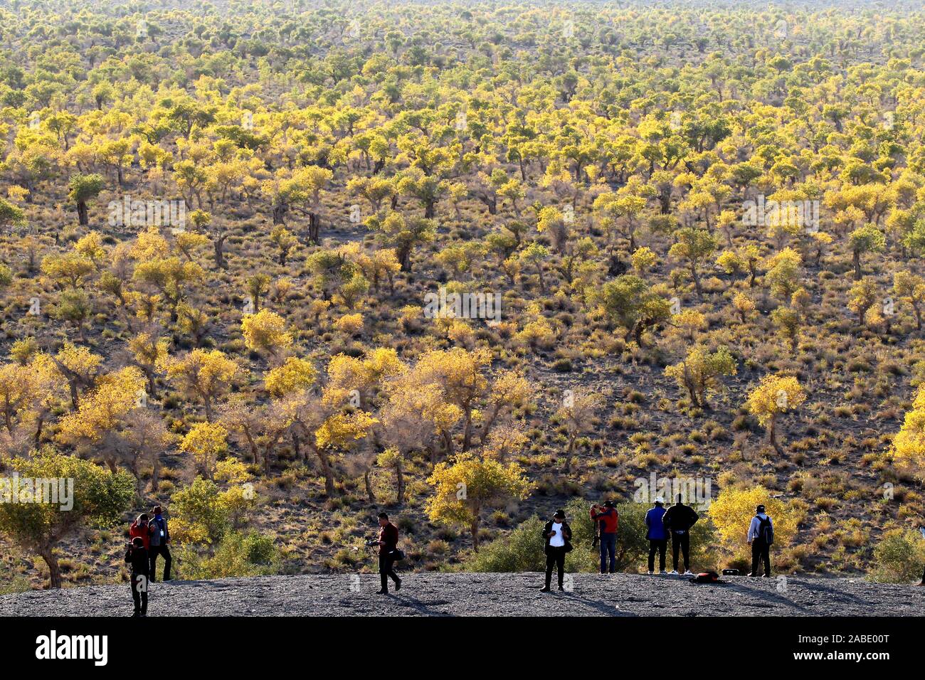 A bird view of desert poplar woods at Yiwu County Hami city Xinjiang ...