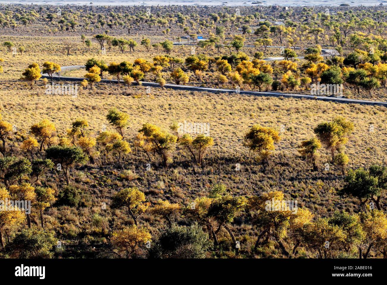 A bird view of desert poplar woods at Yiwu County Hami city Xinjiang ...