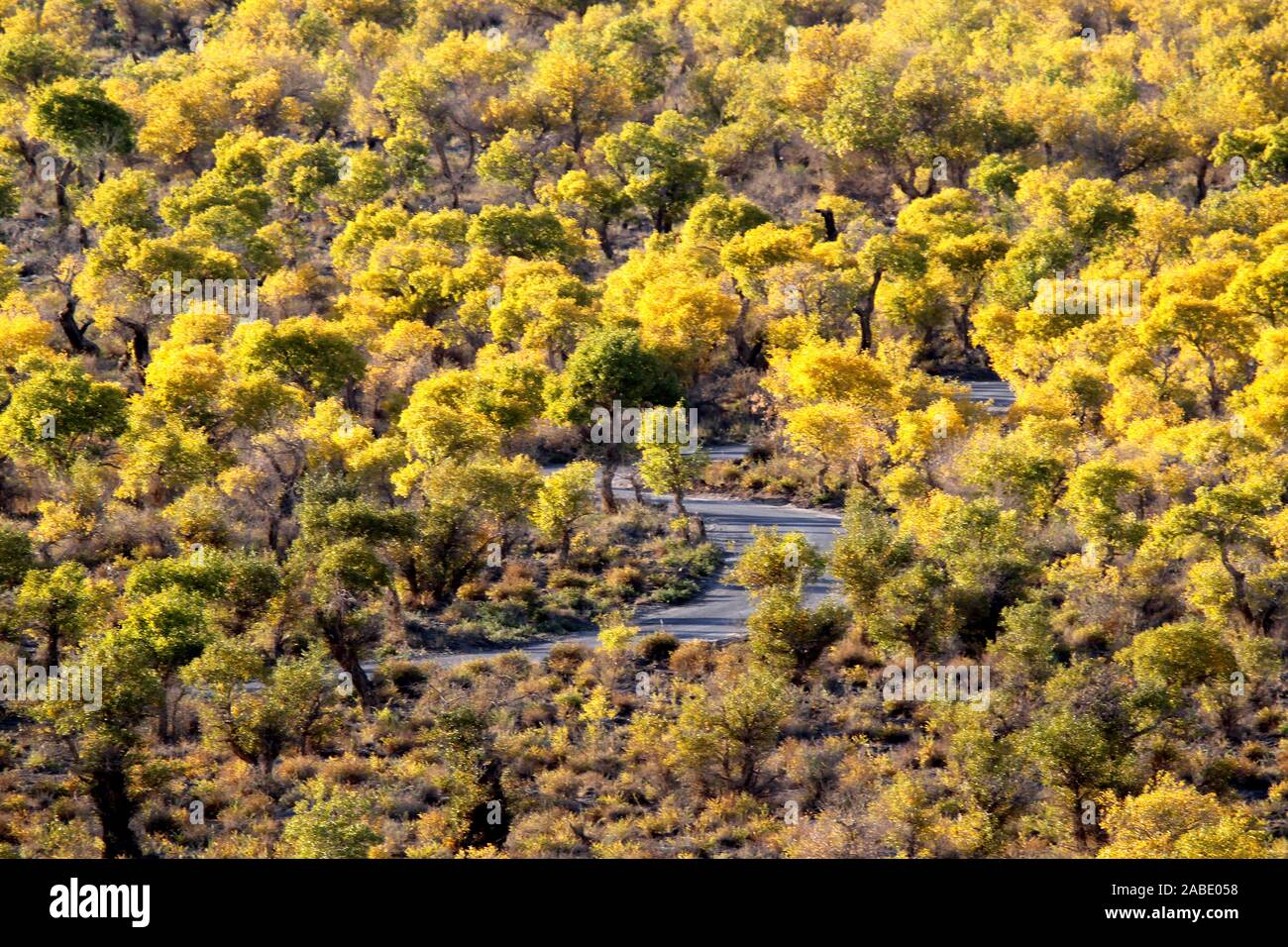 A bird view of desert poplar woods at Yiwu County Hami city Xinjiang ...