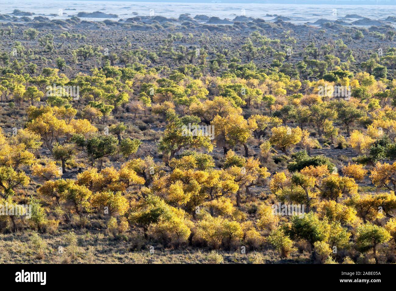 A bird view of desert poplar woods at Yiwu County Hami city Xinjiang ...
