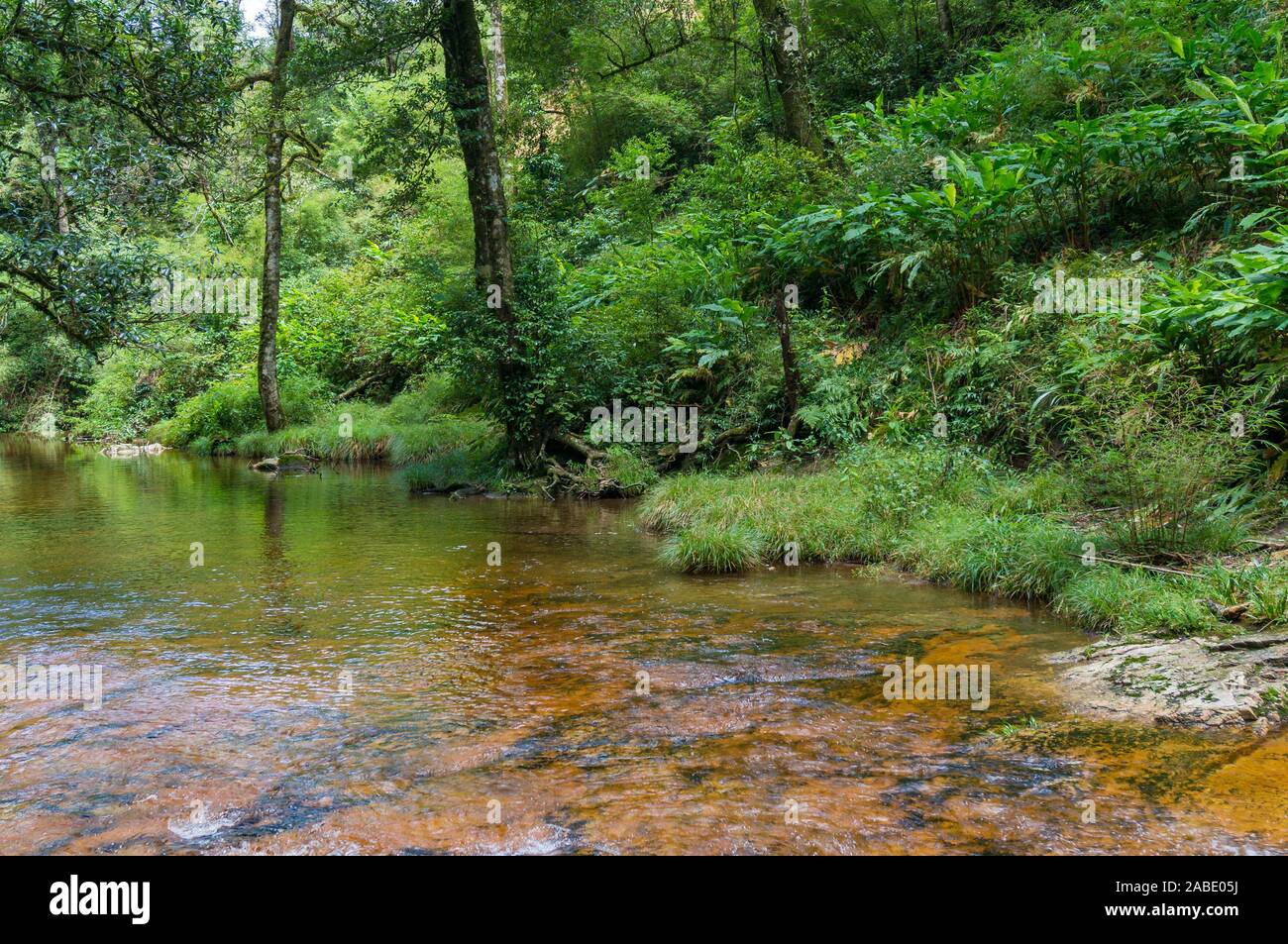 Beautiful nature landscape of river in the forest Stock Photo - Alamy