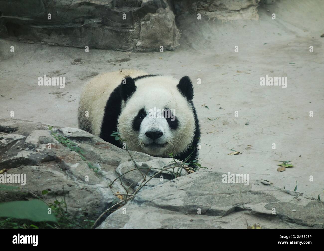 One of the twin pandas just moved to Olympic Games Panda House walks ...