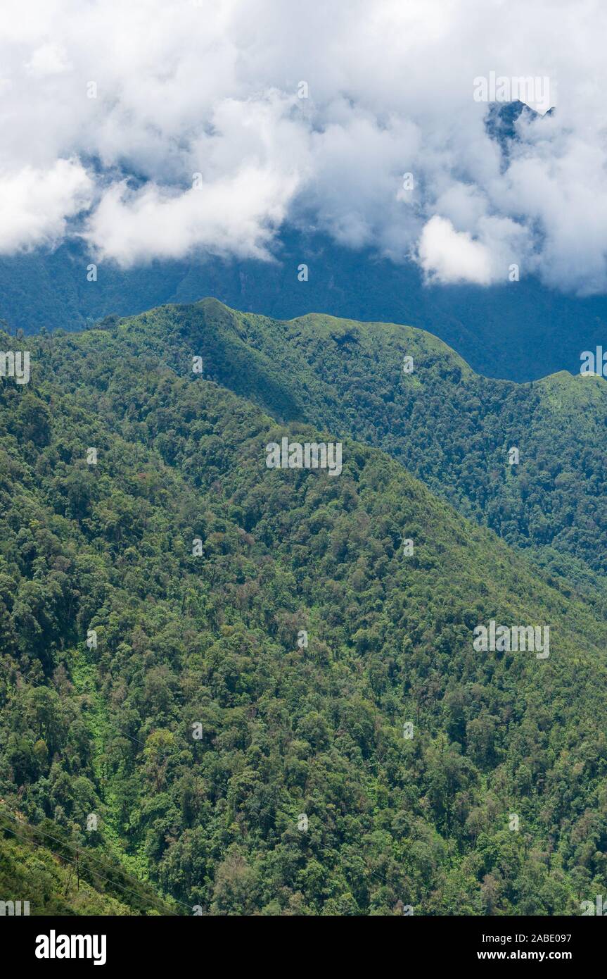 Mountain slope covered with green tree forest. Nature background Stock ...